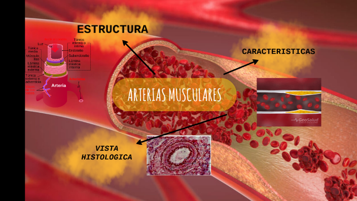 ARTERIA MUSCULAR by Madeline Kassandra on Prezi