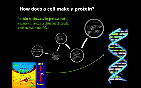 How does a cell make protein? by Eric Williams on Prezi