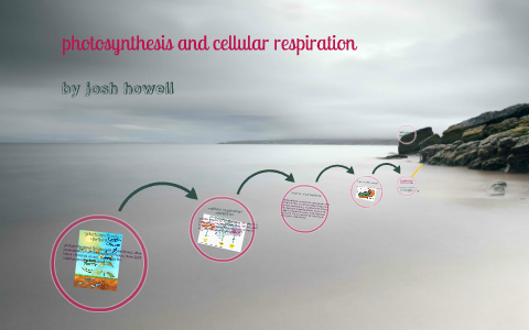 photosynthesis and cellular respiration by josh howell on Prezi
