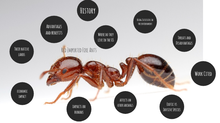 Red Imported Fire Ants by Cameron Pluciennik on Prezi