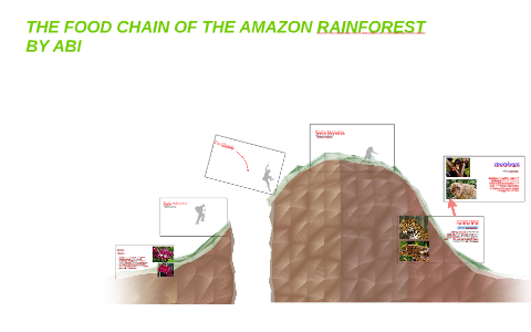 THE FOOD CHAIN OF THE AMAZON RAINFOREST BY ABI by Woodford Chestnut on ...