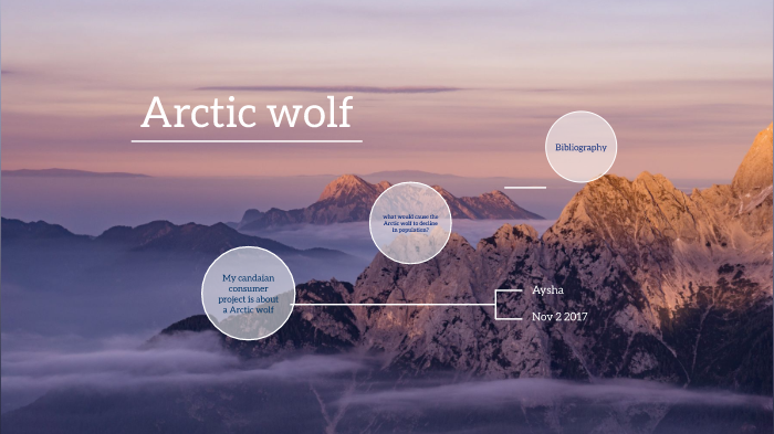 Infographic-Arctic Wolf by Aysha Bilai on Prezi