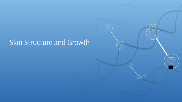 Skin Structure and Growth by on Prezi