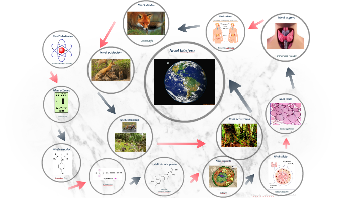 Nivel Subatómico by emilia paredes on Prezi