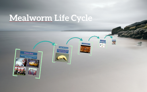 Mealworm Life Cycle by Kat Alexander on Prezi