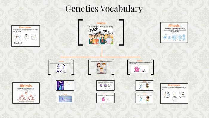 Genetics Vocabulary by Rebecca Parratt on Prezi