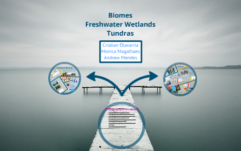 Biomes: Freshwater Wetlands and Tundras by Cristian Olavarria on Prezi