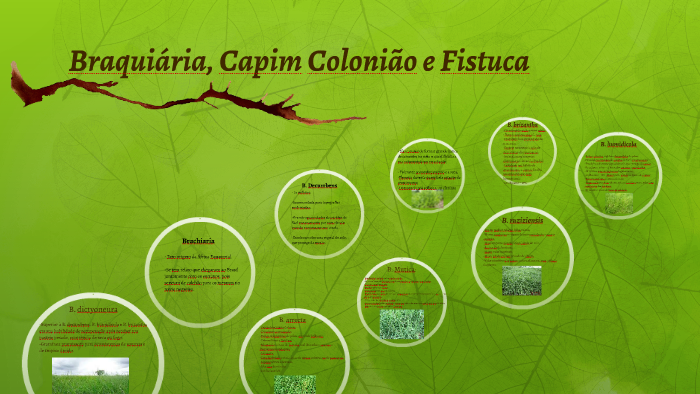 Braquiária, Capim Colonião e Fistuca by FABIANA GIROTTO on Prezi