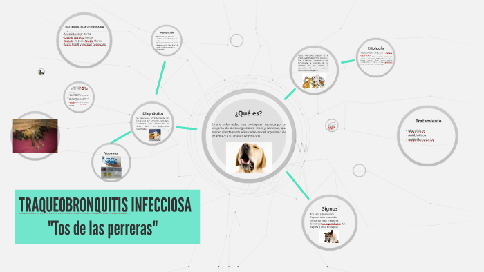 TRAQUEOBRONQUITIS INFECCIOSA by Teresita Murillo on Prezi