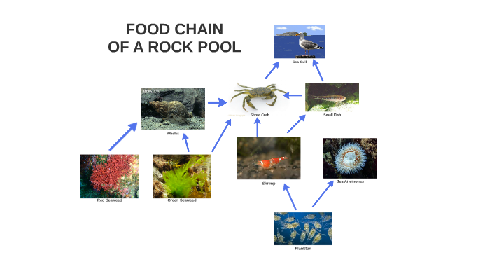 Food Chain With Labels