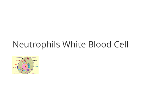 Neutrophils by kyle binder