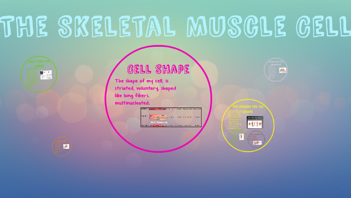 The Skeletal Muscle Cell by Felisha Ashcraft