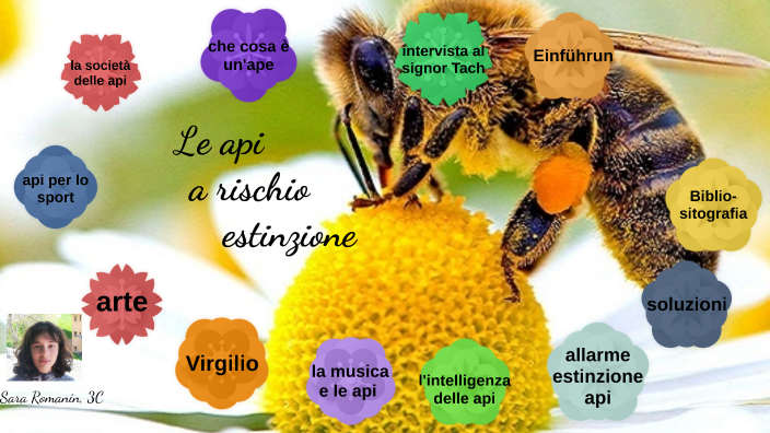 Le api a rischio estinzione by sara romanin on Prezi