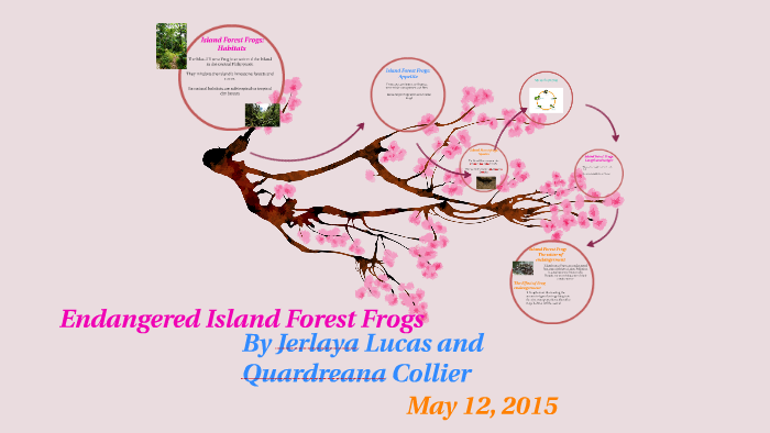 Endangered Island Forest Frogs by Jerlaya Lucas on Prezi