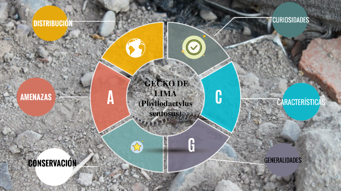 Gecko de Lima (Phyllodactysus sentosus) by Carolina Pedraza on Prezi