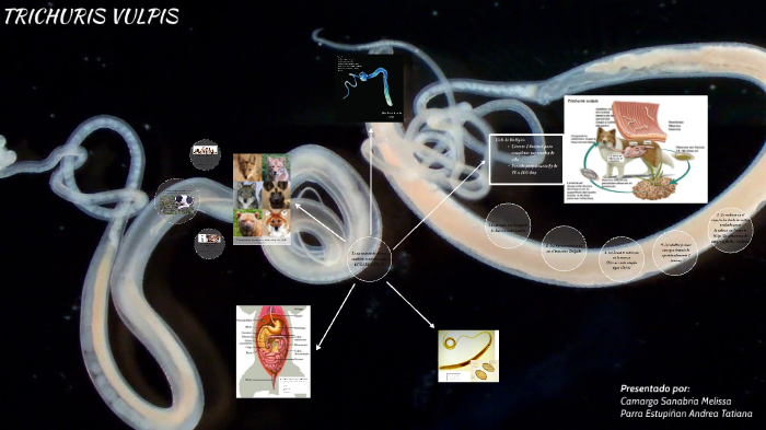 Trichuris Vulpis by Melissa Camargo on Prezi