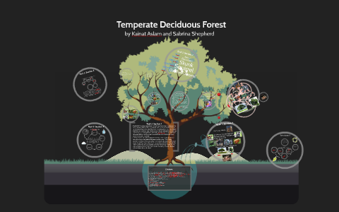 Temperate Deciduous Forest by Sabrina Shepherd on Prezi