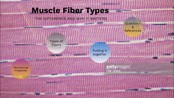Muscle Fiber Types by Laura Robison on Prezi