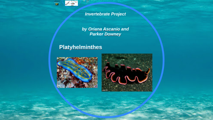 Invertebrate Project by oriana . on Prezi