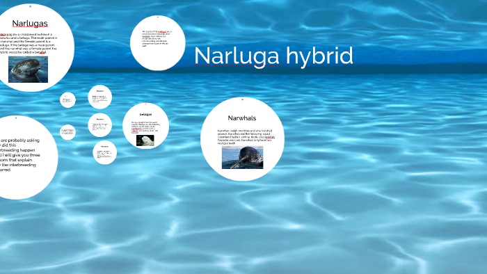 Narluga hybrid by goldenweegee napier on Prezi