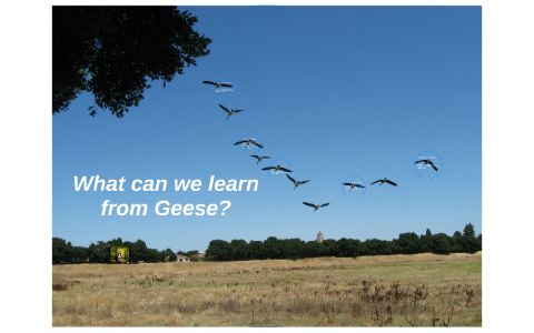 What can we learn from Geese? by on Prezi