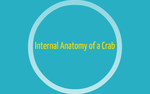 Internal Anatomy of a Crab by meredith mcduffie on Prezi