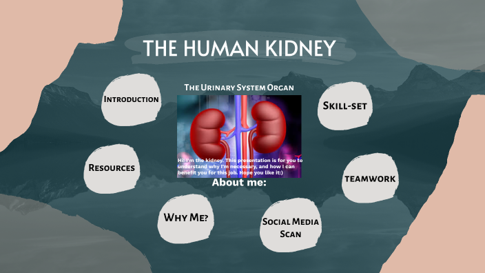 The Kidney: Human Body System Project by Victoria Ruiz on Prezi