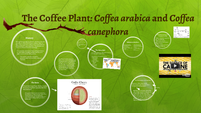 The Coffee Plant: Coffea arabica and Coffea canephora by Taylor ...