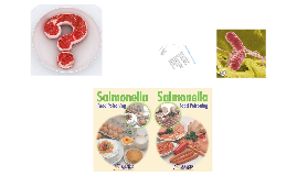 Salmonella by Alecia Hamilton on Prezi