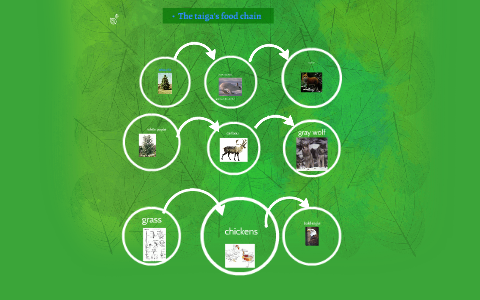 The taiga's food chain by Antonio Leclerc on Prezi