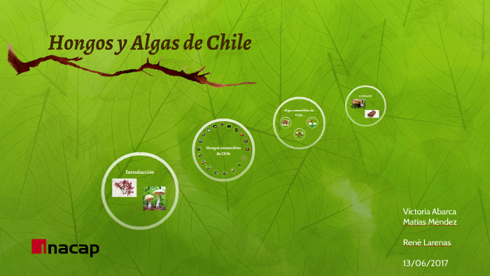 Hongos y Algas de Chile by victoria abarca on Prezi