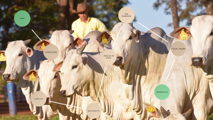 Resíduos da cadeia produtiva da carne bovina by Isabelle Martignago on ...