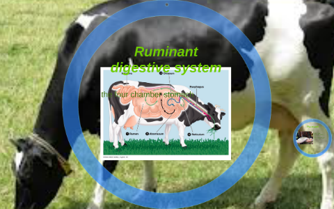 Ruminant digestive system by noah hoyt on Prezi