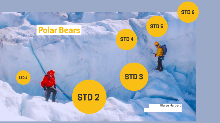 Polar Bears Project by Blaise Harbert on Prezi
