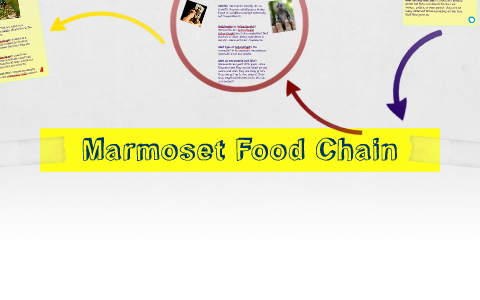 Marmoset Food Chain by Alex ten Haaf on Prezi