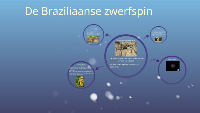 braziliaanse zwerfspin by Renilt Baeten on Prezi