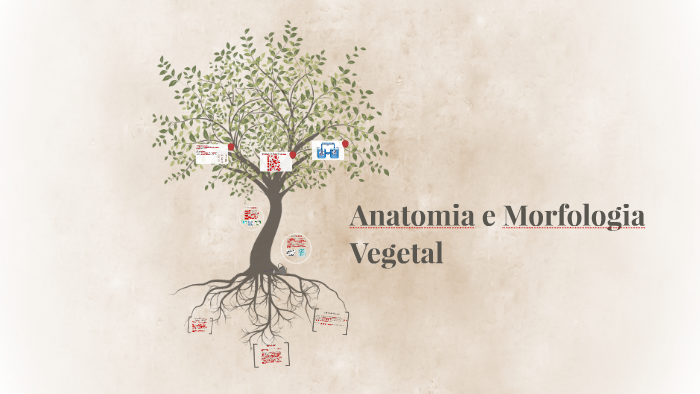 Anatomia e Morfologia Vegetal by Whemerson Rufino on Prezi