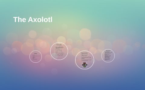 The Axolotl by Laci Gill on Prezi