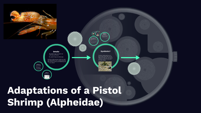 Adaptations of a Pistol Shrimp (Alpheidae) by Seth Vuksinic on Prezi
