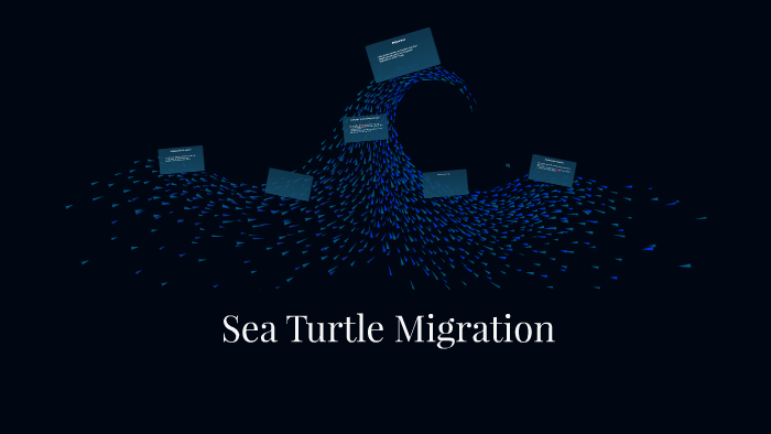 Sea Turtle Migration by Brianna Mosley on Prezi