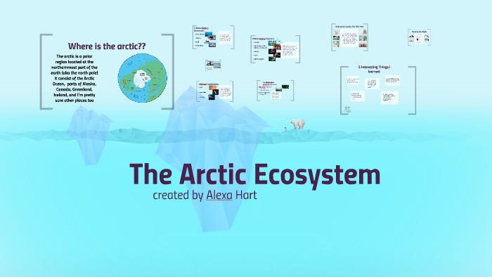 The Arctic Ecosystem by Alexa Hart on Prezi