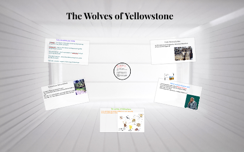 The Wolves of Yellowstone by Gavin Smith on Prezi