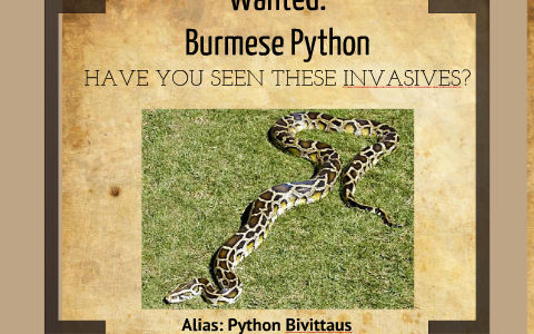 Burmese Python Poster by Andrew Kubicka on Prezi