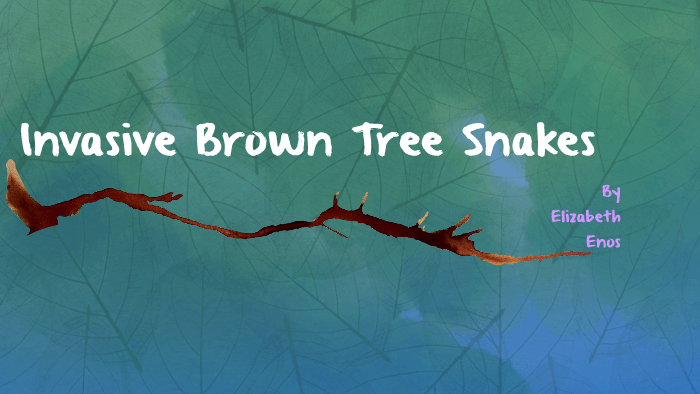 Invasive Brown Tree Snakes by Elizabeth Enos on Prezi