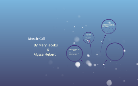Muscle Cell by Alyssa Hebert