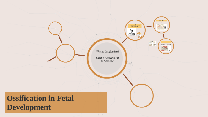 Ossification in Fetal Development by Stuti Pathak on Prezi