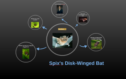 Spix's Disk-Winged Bat by brice range on Prezi