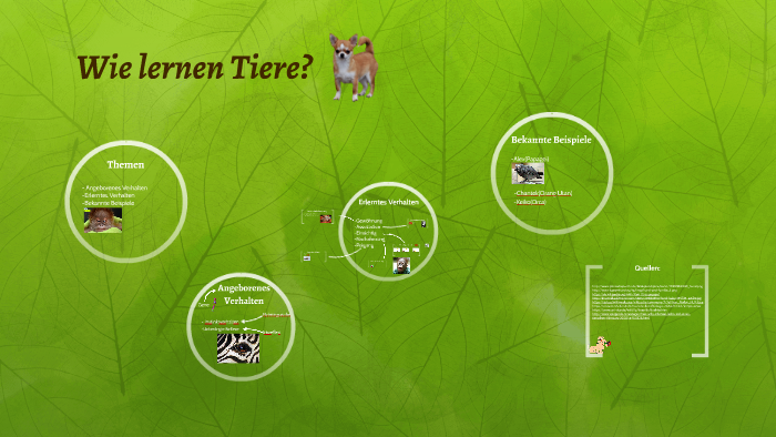 Wie lernen Tiere by ulrich schröder on Prezi