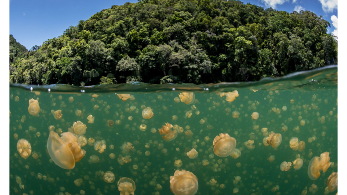 Palau by Becka Turner on Prezi