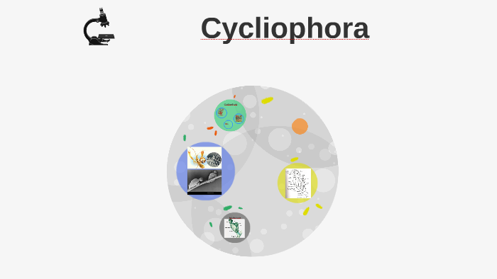 Cycliophora by julia samagaia on Prezi